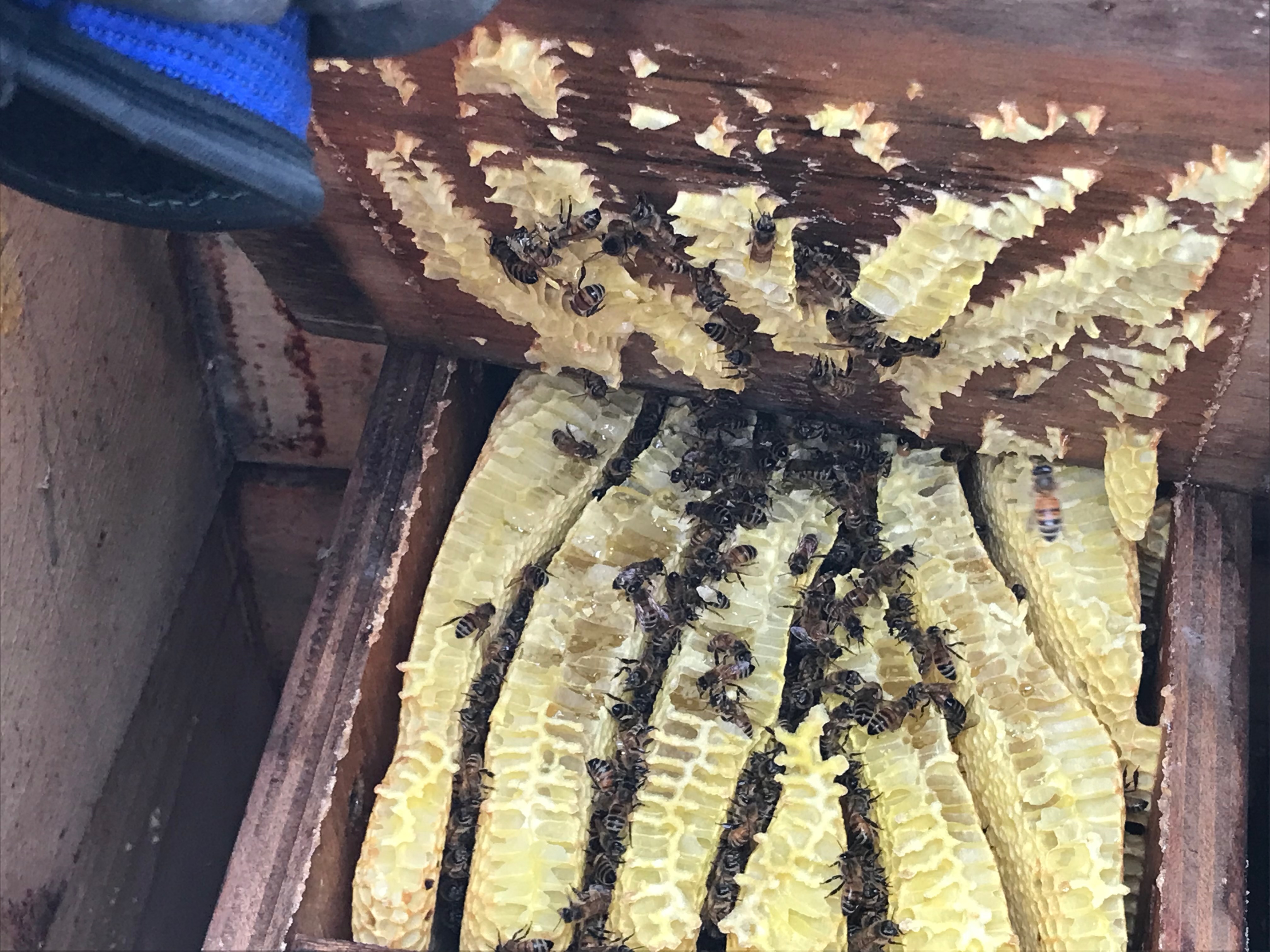 The Birds and the Bees | Leatherstocking Beekeepers Association